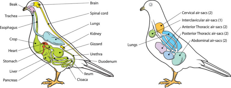 Vertebrate - The Definitive Guide