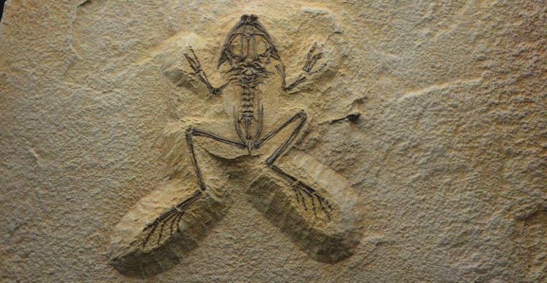 Vertebrate - The Definitive Guide