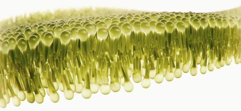 Lipid - The Definitive Guide | Biology Dictionary