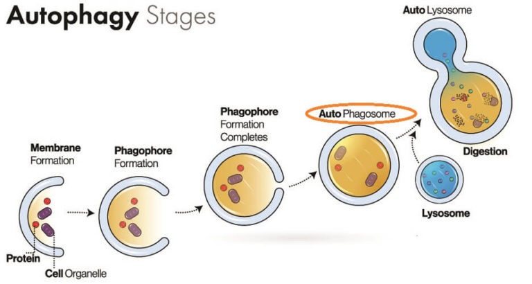 Lipid - The Definitive Guide | Biology Dictionary