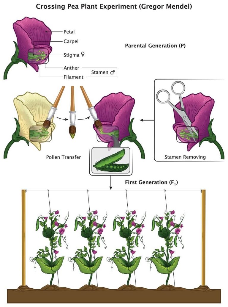 Origins of Cell Compartmentalization | AP Biology | Biology Dictionary