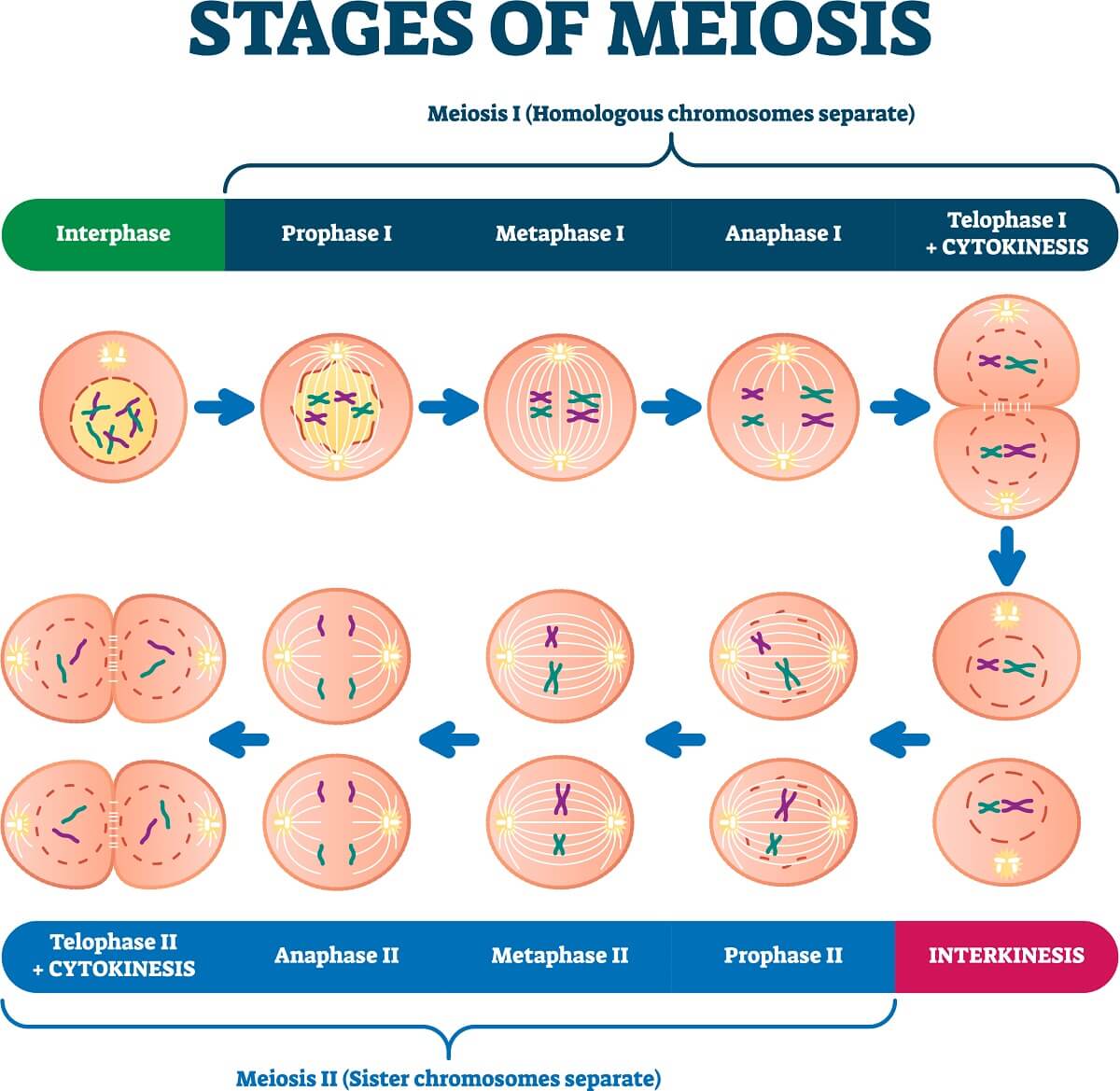 Meiosis Phases Explore The Various Stages Of Meiosis Images And
