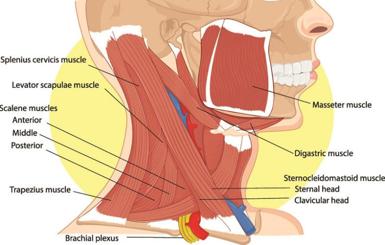 Phrenic Nerve - The Definitive Guide | Biology Dictionary