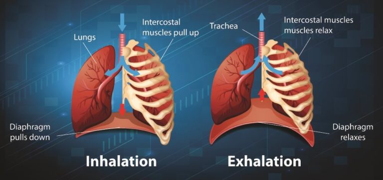 Phrenic Nerve - The Definitive Guide | Biology Dictionary
