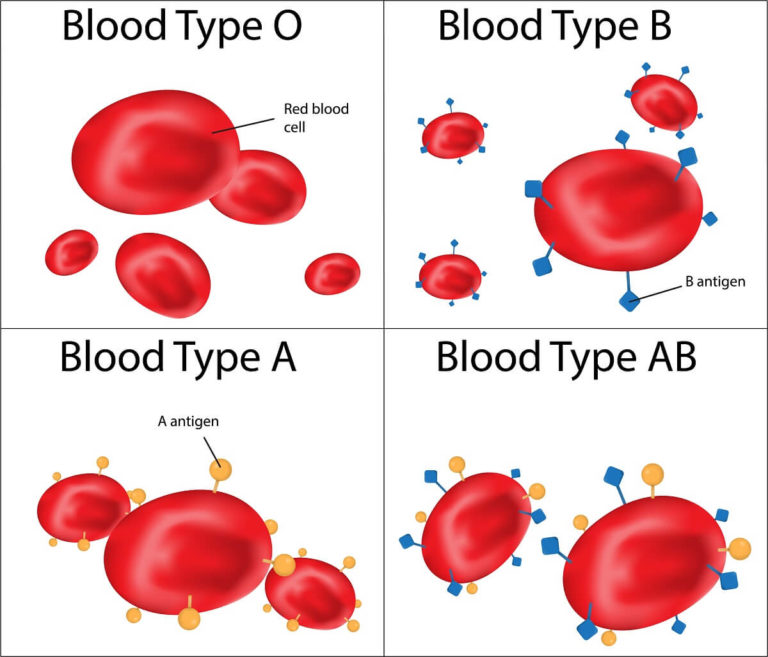 Origins of Cell Compartmentalization | AP Biology | Biology Dictionary
