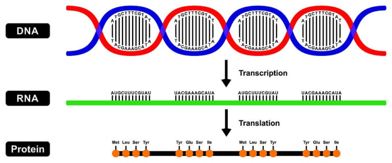 Central Dogma - The Definitive Guide | Biology Dictionary Central Dogma - The Definitive Guide | Biology Dictionary