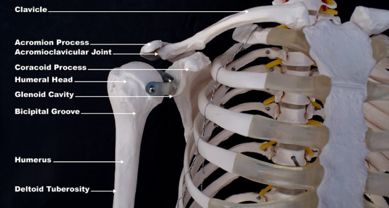 Trapezius Muscle - The Definitive Guide | Biology Dictionary