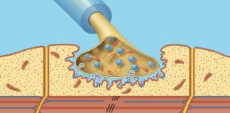 Neuromuscular Junction - The Definitive Guide