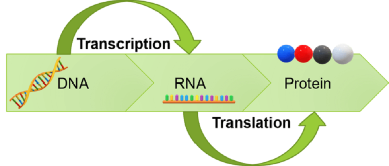 Central Dogma - The Definitive Guide | Biology Dictionary