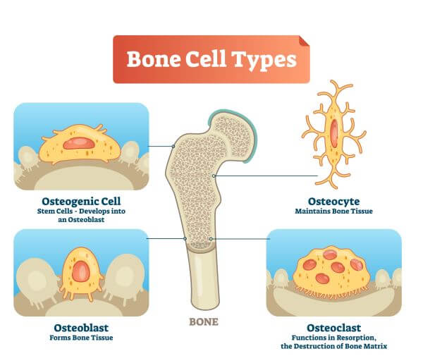 Bone Cell Drawing
