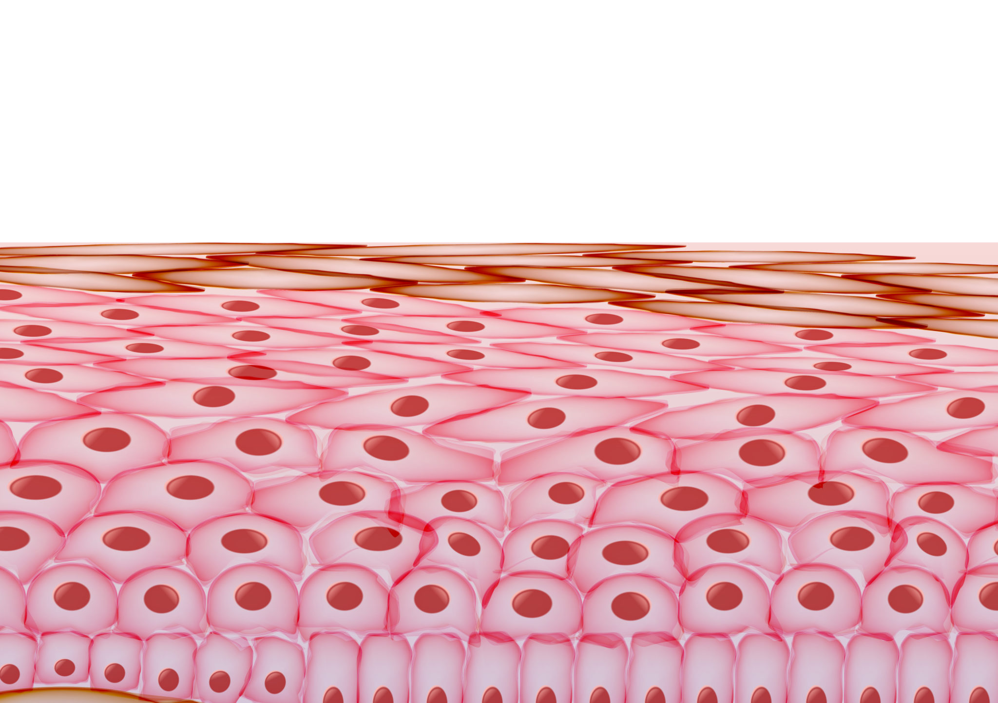 Skin Cell - The Definitive Guide | Biology Dictionary
