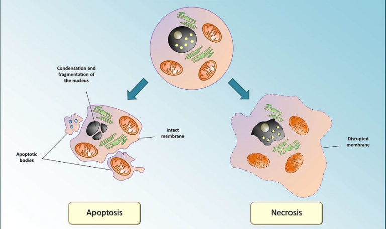 Cancer Cell - The Definitive Guide | Biology Dictionary