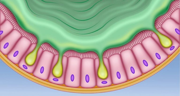 Basal Cell - The Definitive Guide | Biology Dictionary