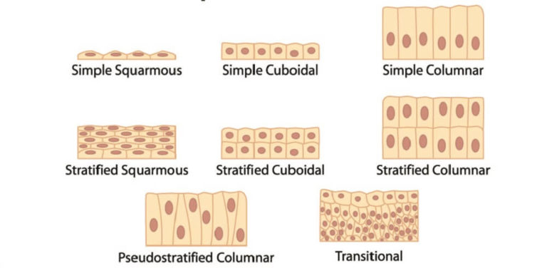 Basal Cell - The Definitive Guide | Biology Dictionary