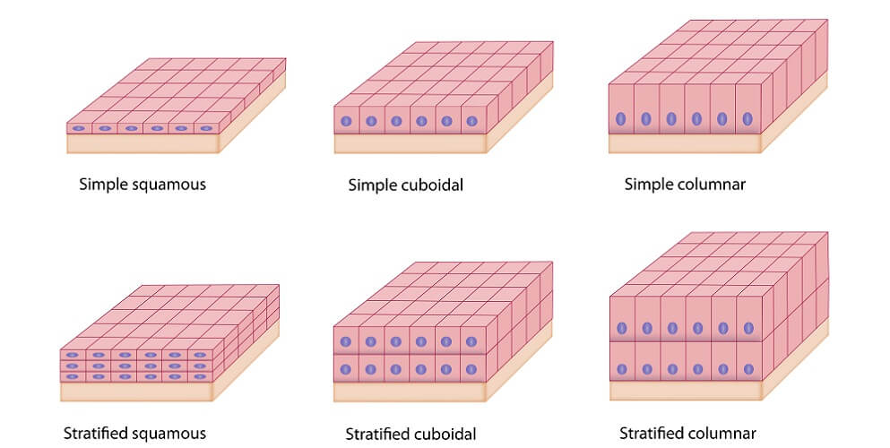 Simple Squamous Cells Deals Getwellchurchofchrist