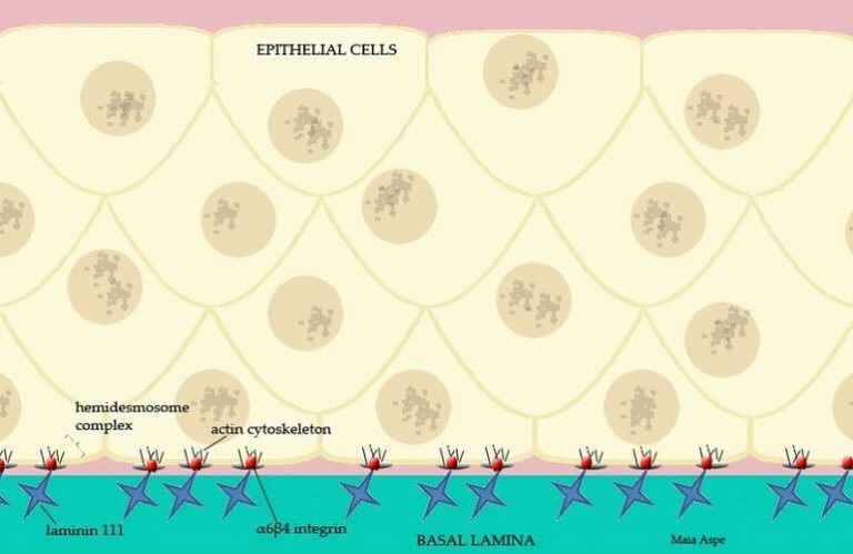Basal Cell - The Definitive Guide | Biology Dictionary