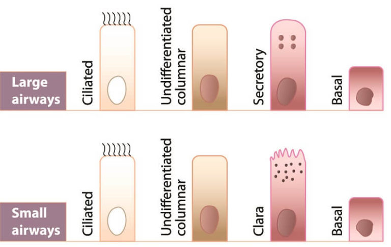 Basal Cell - The Definitive Guide | Biology Dictionary