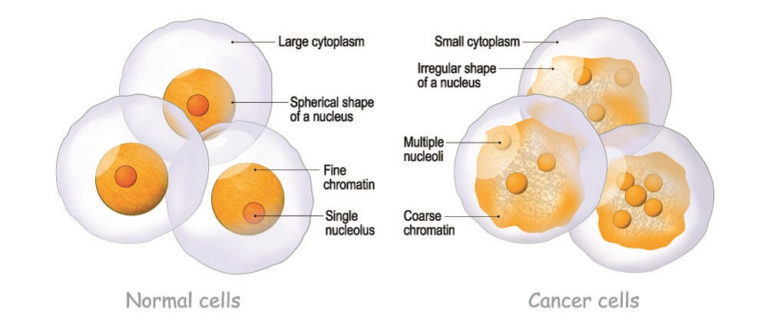 Cancer Cell - The Definitive Guide