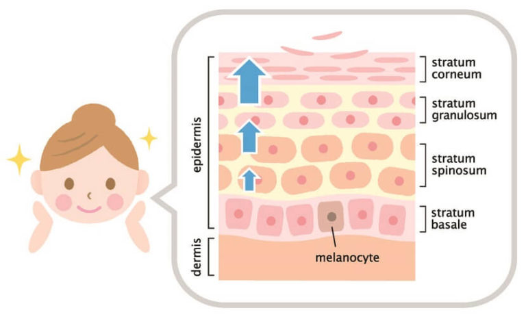 Squamous Cell - The Definitive Guide | Biology Dictionary