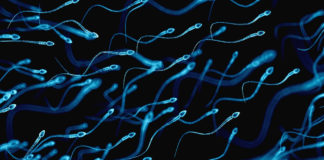 Sperm Cell - The Definitive Guide | Biology Dictionary