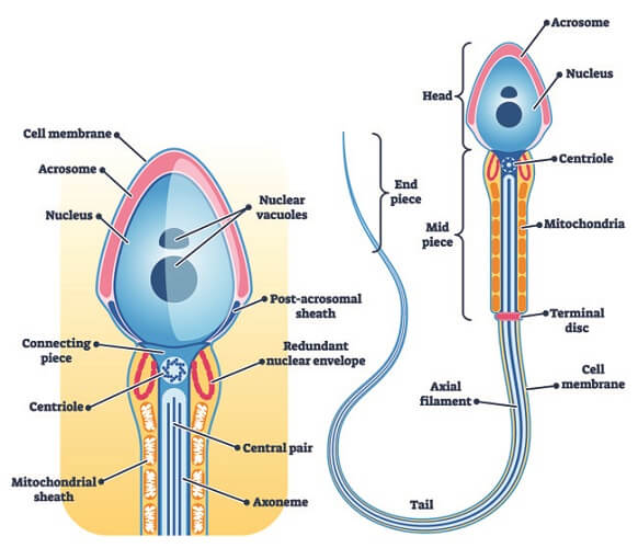 Sperm Cell The Definitive Guide