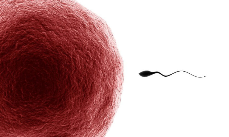 Sperm Cell - The Definitive Guide | Biology Dictionary