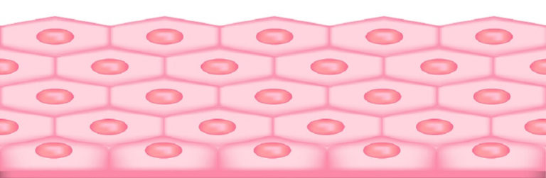 Squamous Cell - The Definitive Guide | Biology Dictionary