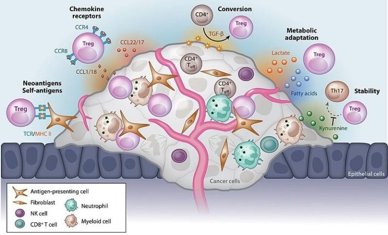 CAR T Cells - The Definitive Guide | Biology Dictionary